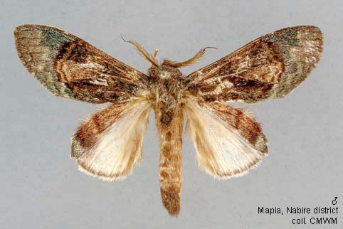 Papua Insects Foundation (Lepidoptera/Notodontidae/Syntypistis ...